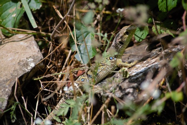 Lagarto en Otin / Lézard à Otin / Lizard in Otin – Apprendre à écouter