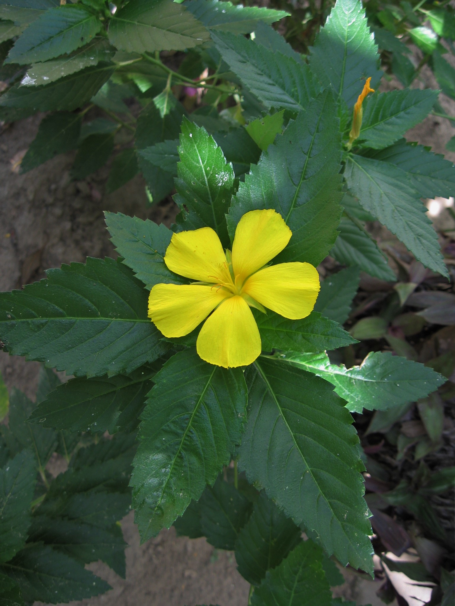 Fleurs du Sénégal / Flores de Senegal / Senegal’s flowers – Apprendre à ...