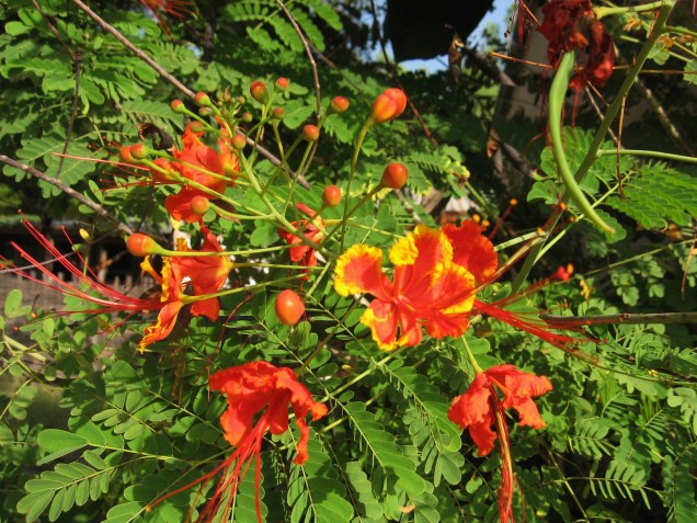 Fleurs du Sénégal / Flores de Senegal / Senegal’s flowers – Apprendre à ...