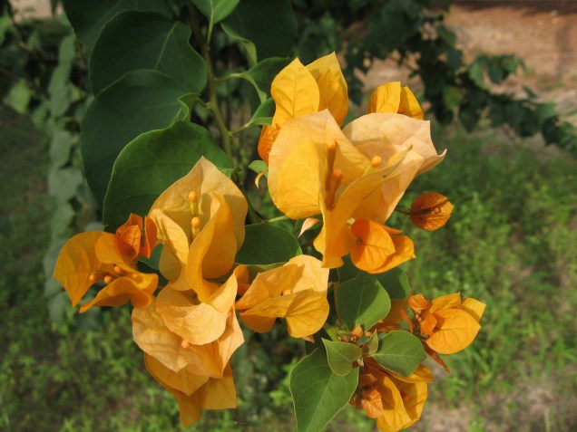 Fleurs du Sénégal / Flores de Senegal / Senegal’s flowers – Apprendre à ...