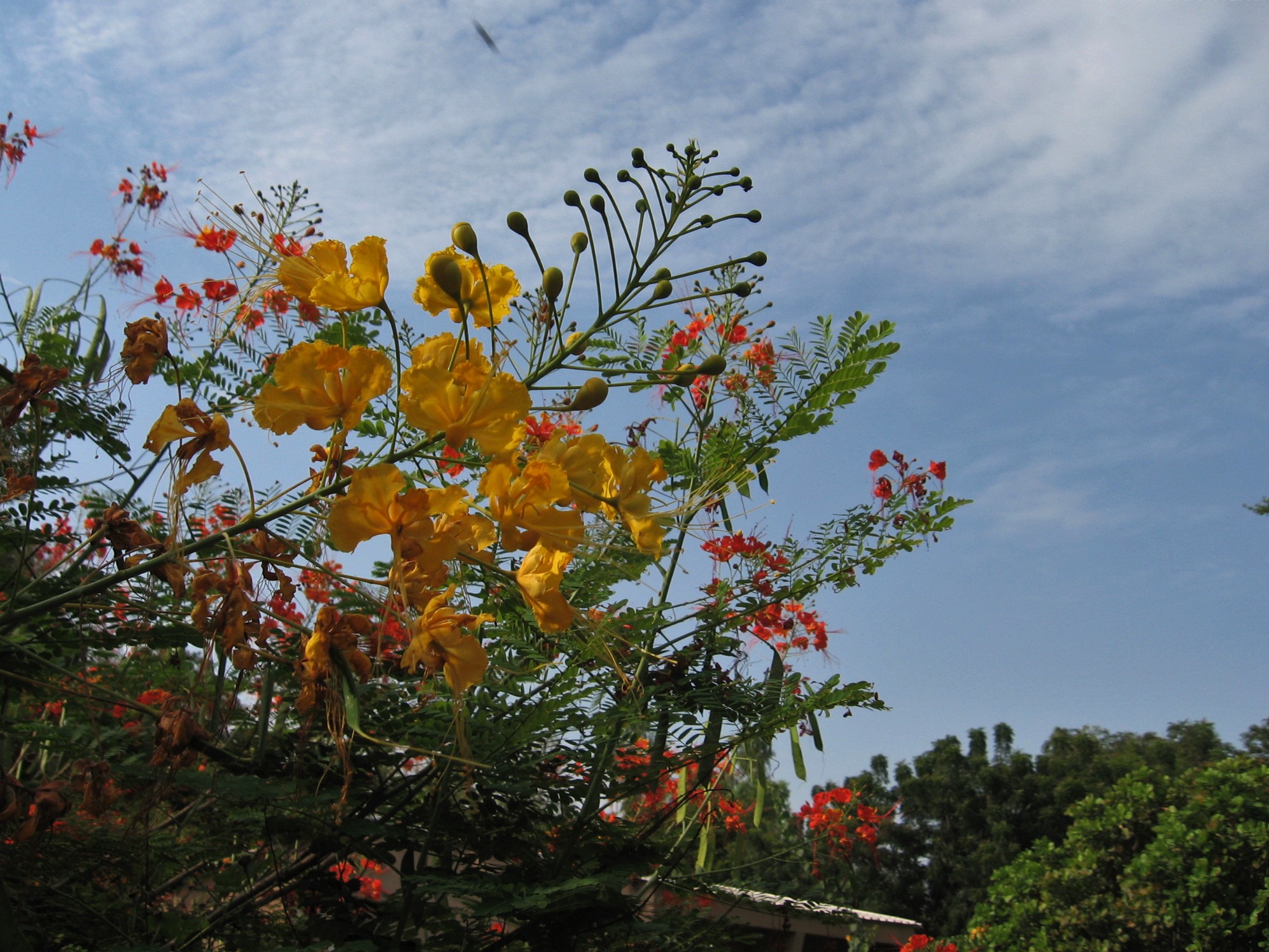 Fleurs du Sénégal / Flores de Senegal / Senegal’s flowers – Apprendre à ...