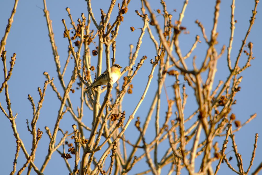 Qui suis-je ? Who I am ? – Apprendre à écouter